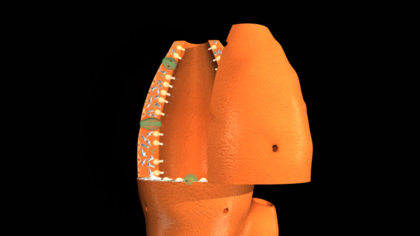 gemmule formation Stock Footage Video (100% Royalty-free) 7614943 ...