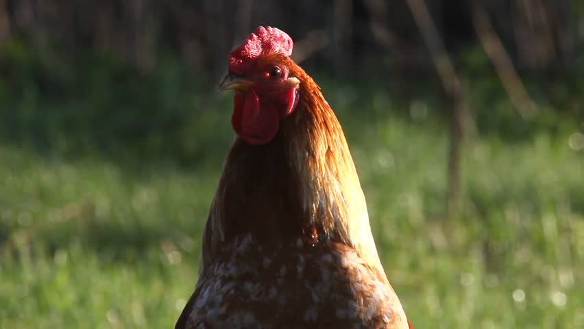 cock crows Stock Footage Video (100% Royalty-free) 763360 | Shutterstock