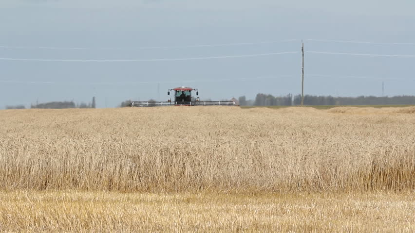 field wheat harvest time fall about Stock Footage Video (100% Royalty ...