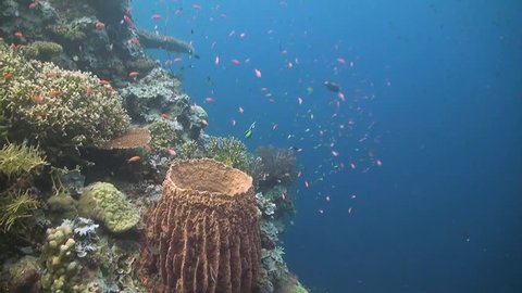 Edge Colorful Coral Reef Staghorn Sponge Stock Footage Video (100% ...