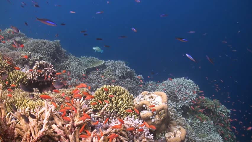 edge on colorful coral reef many Stock Footage Video (100% Royalty-free ...