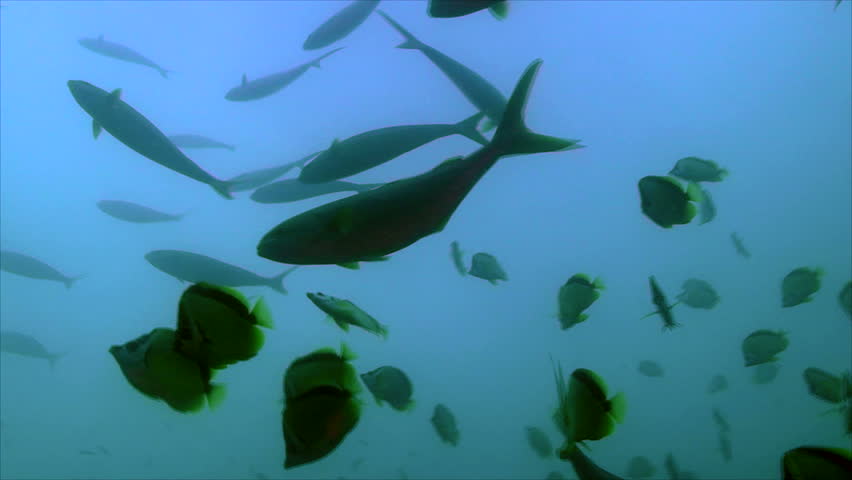 Barber Fish Clean Rainbow Runners Stock Footage Video (100% Royalty ...