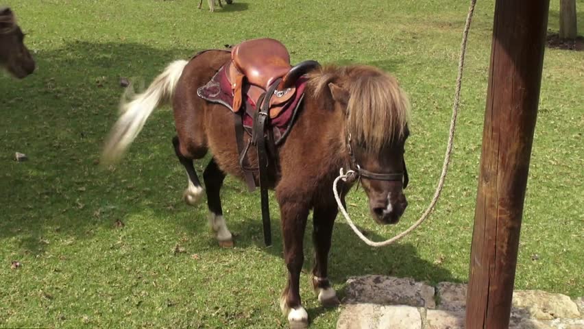 Saddled Pony, Horses, Farm Animals Stock Footage Video (100% Royalty ...