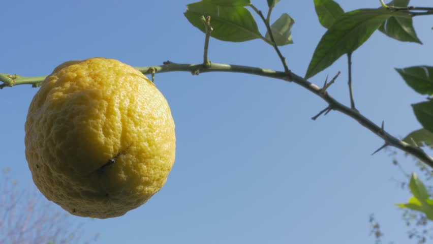 Cultivated Lemon Fruit Tree 4k Stock Footage Video (100% Royalty-free ...