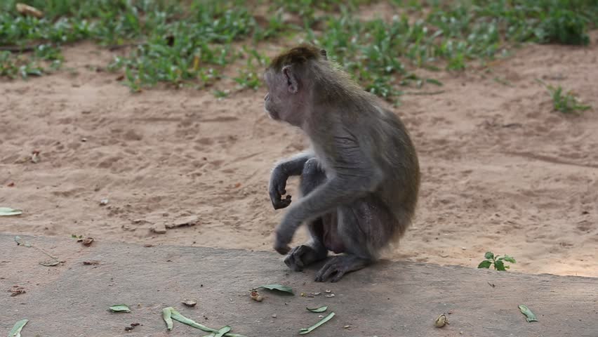Sick Ape, Monkey Finding Food Stock Footage Video (100% Royalty-free ...