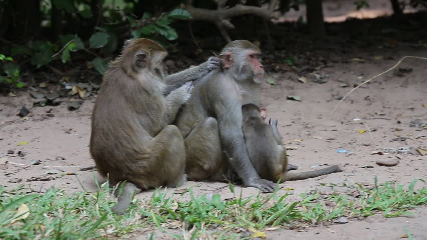 Monkeys Grooming Each Other for Stock Footage Video (100% Royalty-free ...