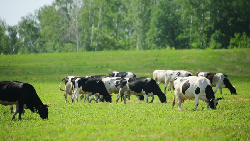 Piebald color Stock Video Footage - 4K and HD Video Clips | Shutterstock