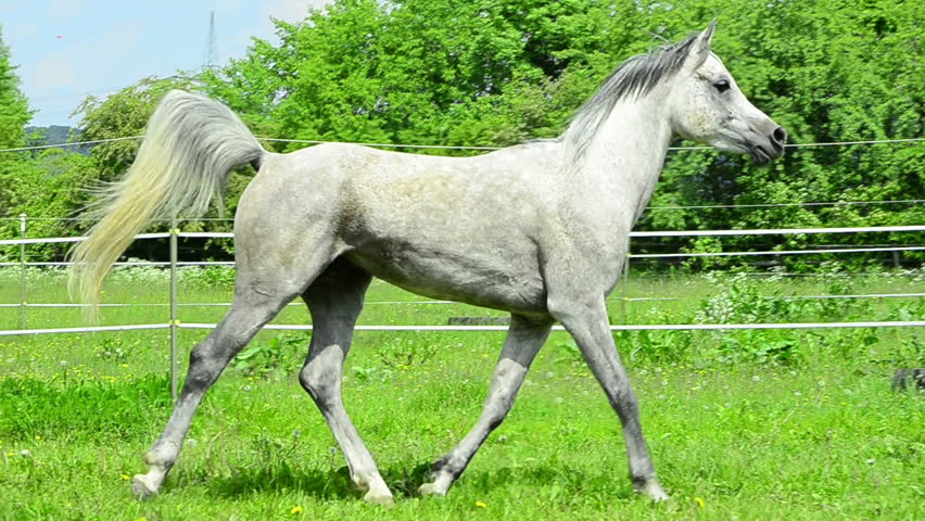 Asil Arabian Stallion Trotting and Stock Footage Video (100% Royalty ...