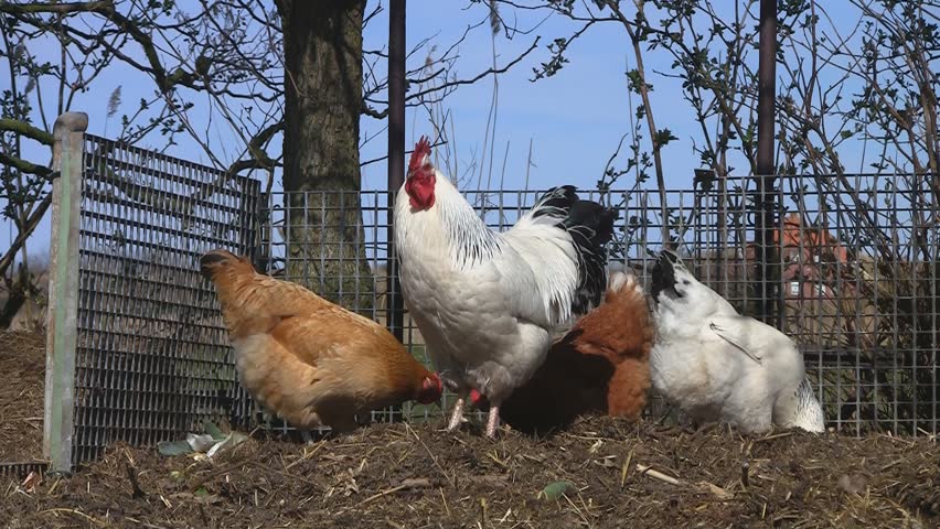 cockcrow on dung pile Stock Footage Video (100% Royalty-free) 772222 ...