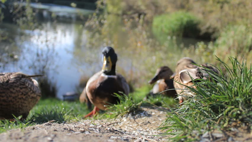 A Group of Beautiful Mallard Stock Footage Video (100% Royalty-free ...