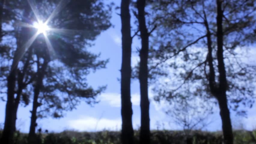 Forest Landscape Silhouette Sunset Stock Footage Video (100% Royalty ...