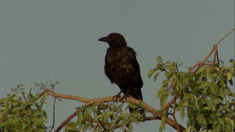 Crow Perched On Tree Branch Stock Footage Video (100% Royalty-free ...