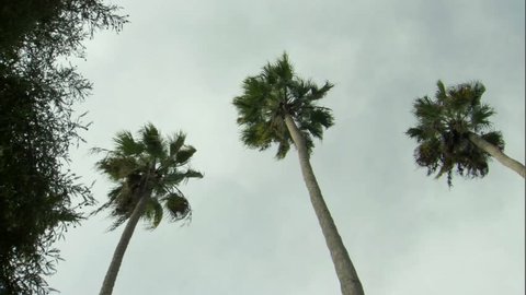 driving through palm trees on beverly Stock Footage Video (100% Royalty ...