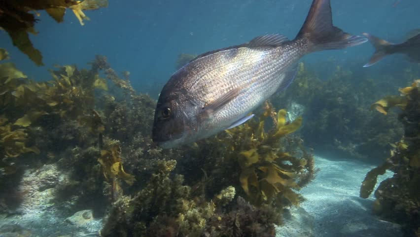 snapper swimming underwater goat island marine Stock Footage Video (100 ...