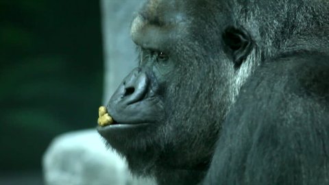 Gorilla Male Severe Silverback Chief Primate Stock Footage Video (100% ...