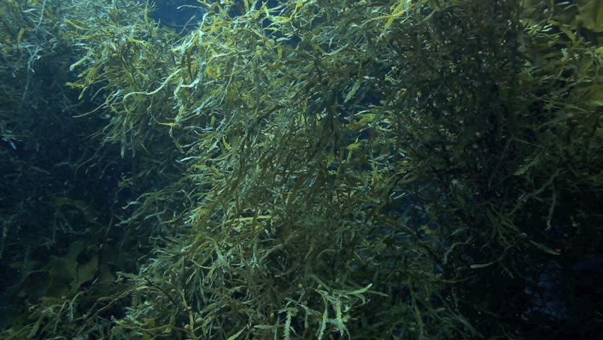 Flapjack Seaweed Underwater Nature Background Stock Footage Video (100% ...
