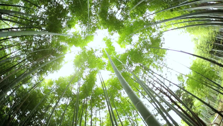 bamboo forest natural environment construction material Stock Footage ...