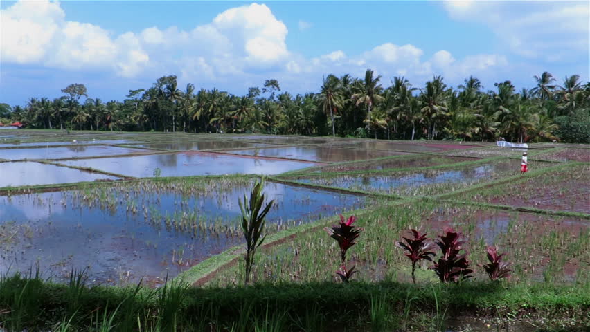 panning over paddy rice fields indonesia Stock Footage Video (100% ...