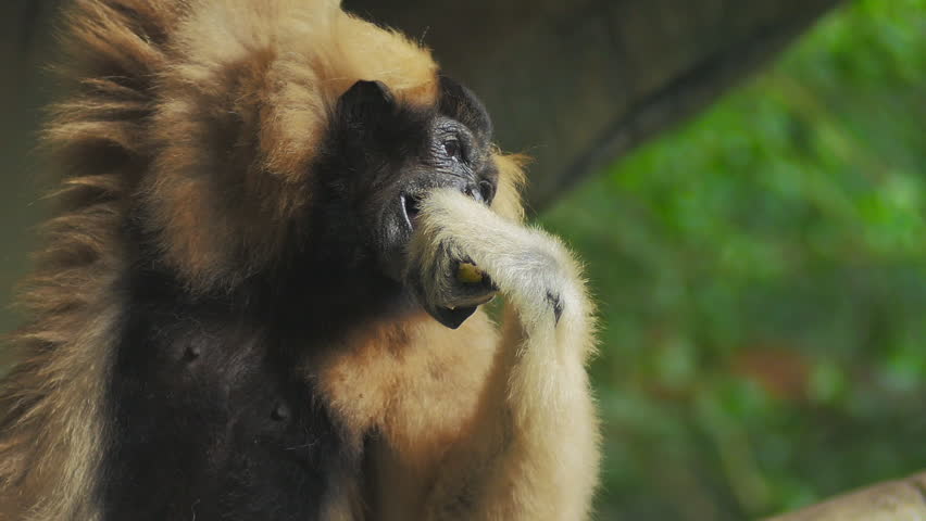 cute funny monkey eating fruit Stock Footage Video (100% Royalty-free ...