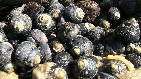 Snails Washed On Beach Stock Footage Video (100% Royalty-free) 782251 ...