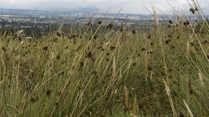 Tall Grass in Paisley, Scotland. Stock Footage Video (100% Royalty-free ...