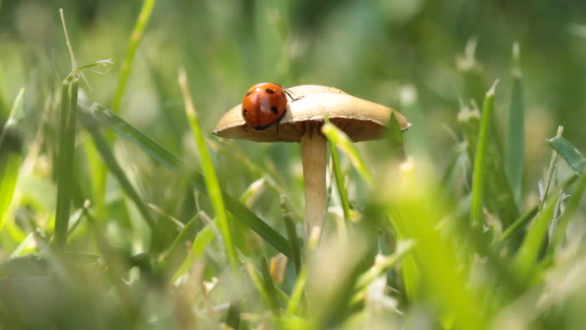 Ladybug on Mushroom image - Free stock photo - Public Domain photo ...