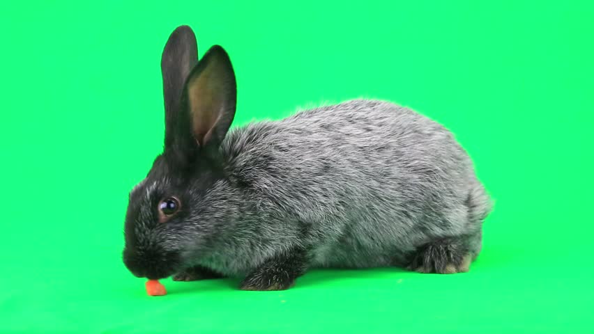 Rabbit On Green Screen Stock Footage Video (100% Royalty-free) 7835497 ...