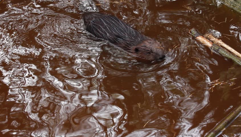 beaver floats water Stock Footage Video (100% Royalty-free) 7860652 ...