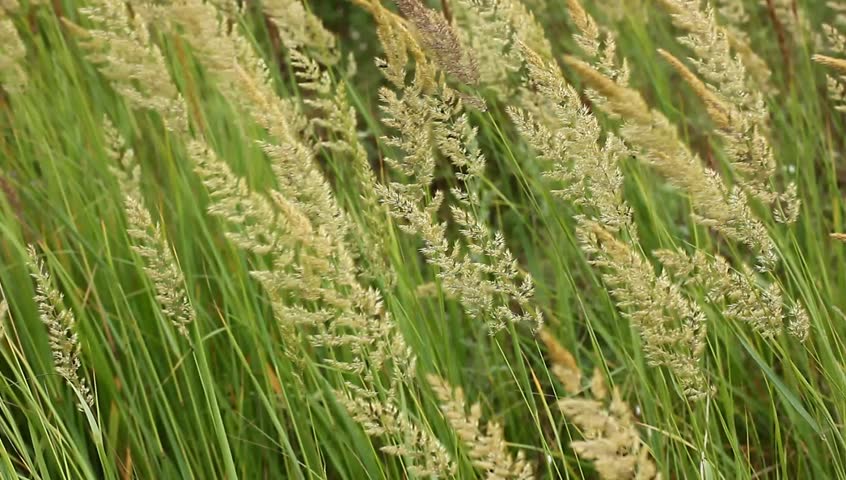 Beautiful Grass Stalks Waving in Stock Footage Video (100% Royalty-free ...