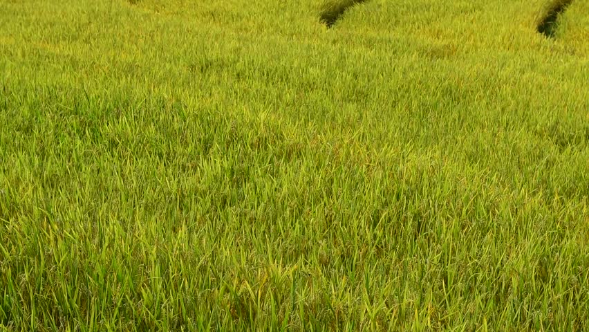 Rice Field in the Wind Stock Footage Video (100% Royalty-free) 7880635 ...