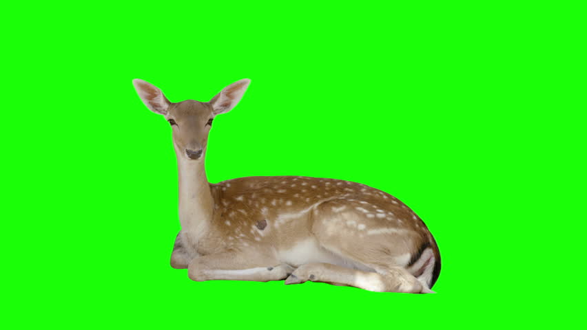 deer sitting on green screen shot Stock Footage Video (100% Royalty ...