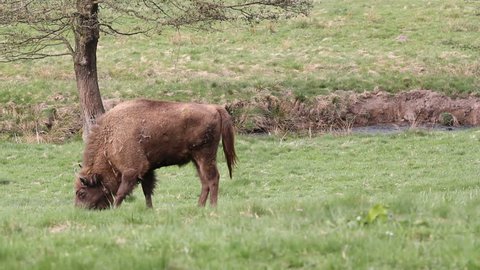 Black Roe Deer Buck Capreolus Capreolus Stock Footage Video (100% ...