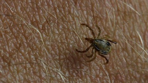 Ticks With Brown Shell