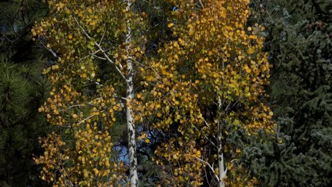 Quaking Aspen Trees Golden Leaves Shimmer Stock Footage Video (100% ...