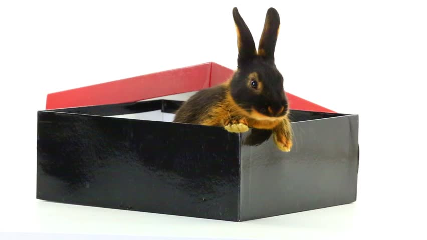 Rabbit in a Black Box Stock Footage Video (100% Royalty-free) 7925746 ...