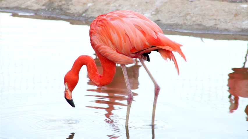 red flamingo one most beautiful bird Stock Footage Video (100% Royalty ...