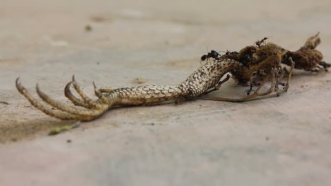 Angry Western Diamondback Rattlesnake Crotalus Atroxcoiled Stock Photo ...