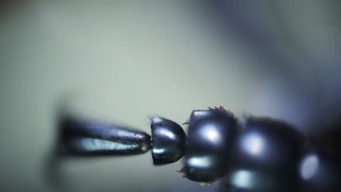 Insect Sequence Extreme Closeup Macro Structure Stock Footage Video ...