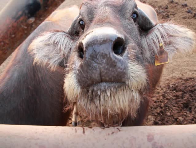 Buffalo Lick its Own Nose Stock Footage Video (100% Royalty-free ...