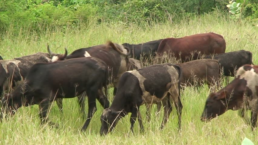 malawi cows pasture 2 Stock Footage Video (100% Royalty-free) 794479 ...