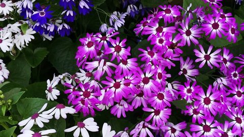 Cute Viola Flower Stock Photo 49952947 | Shutterstock