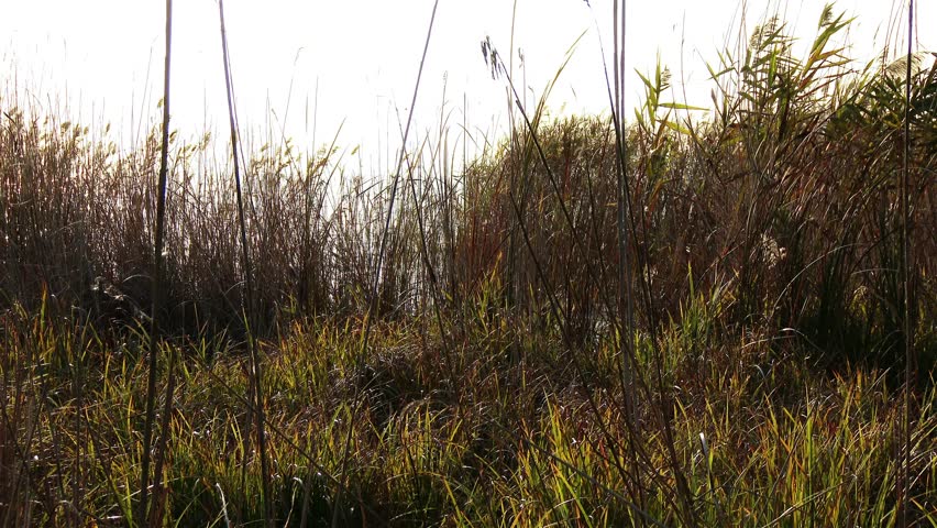 4k Autumn Lakeside Reed 4k Stock Footage Video (100% Royalty-free ...