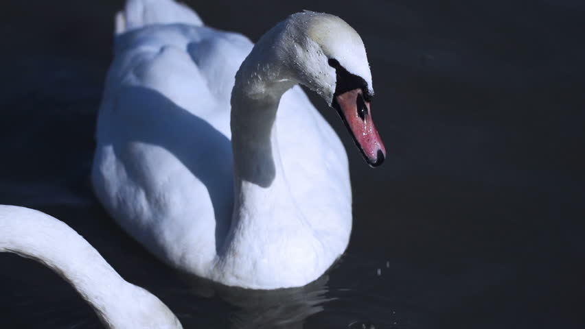 Swan Diving in the River, Stock Footage Video (100% Royalty-free ...