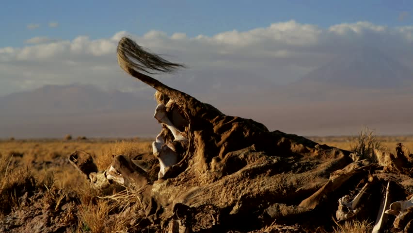 Animal Carcass Lies On the Stock Footage Video (100% Royalty-free ...