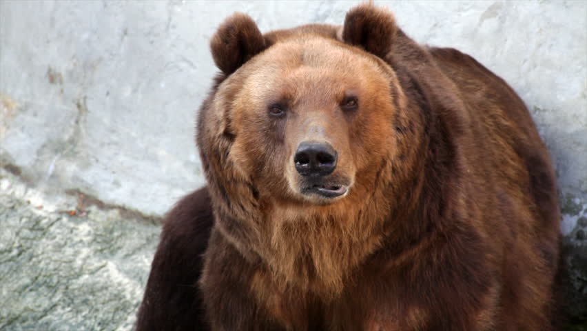 Brown Bear Female. Macro Face Stock Footage Video (100% Royalty-free ...