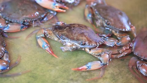 Group Blue Crabs Small Pool Stock Footage Video (100% Royalty-free ...