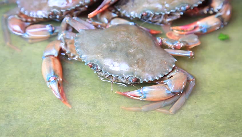 Group Blue Crabs Small Pool Stock Footage Video (100% Royalty-free ...