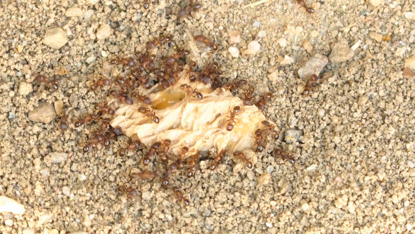 Time Lapse European Ants Eating Stock Footage Video (100% Royalty-free ...