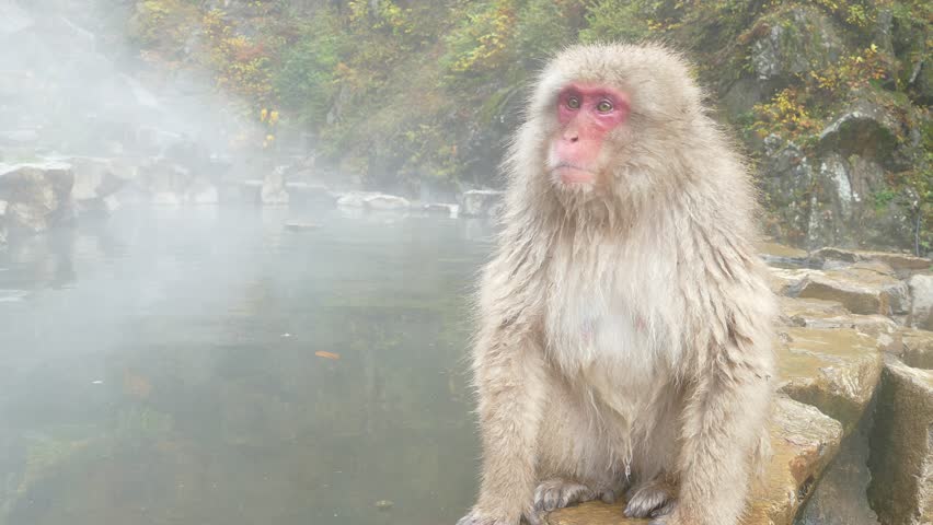 Monkey is Relaxation Stock Footage Video (100% Royalty-free) 7991836 ...