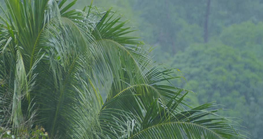 palm trees under tropical rain Stock Footage Video (100% Royalty-free ...